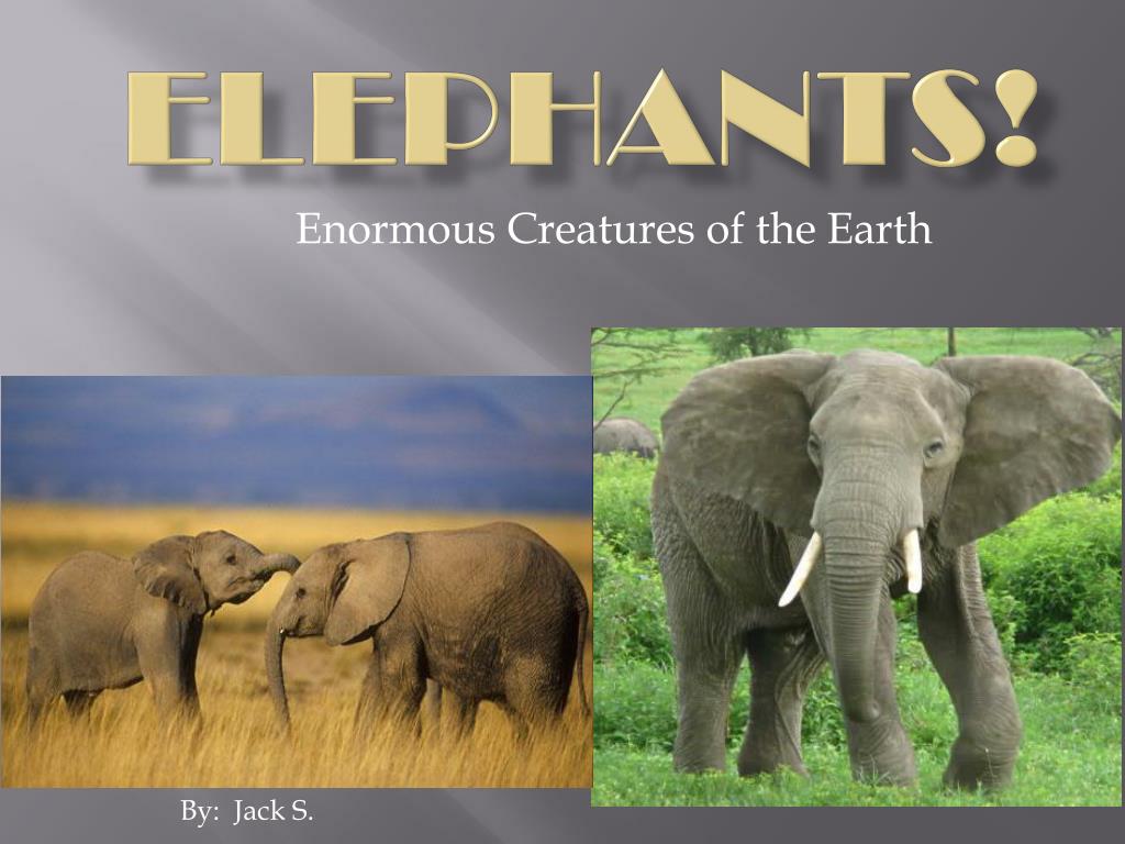 PPT - Elephants! PowerPoint Presentation, free download - ID:1131493
