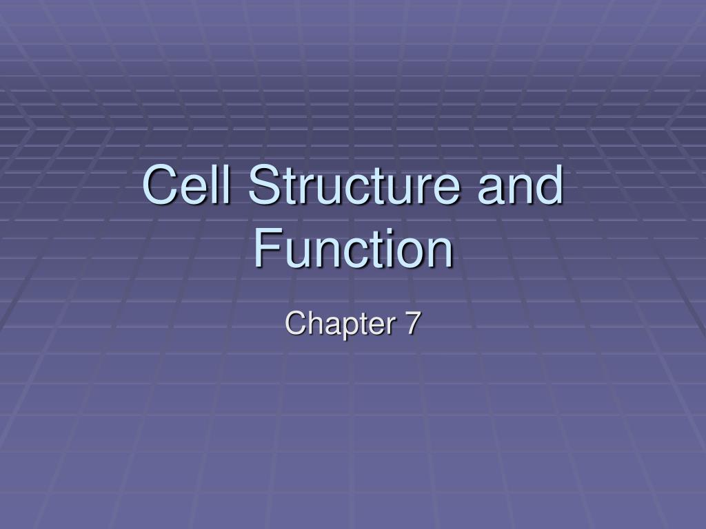 PPT - Cell Structure and Function PowerPoint Presentation, free download - ID:1133708