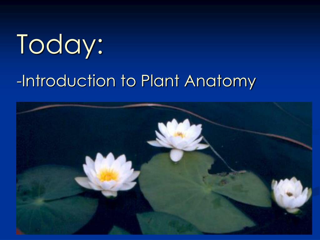 PPT - Today: Introduction to Plant Anatomy PowerPoint Presentation ...