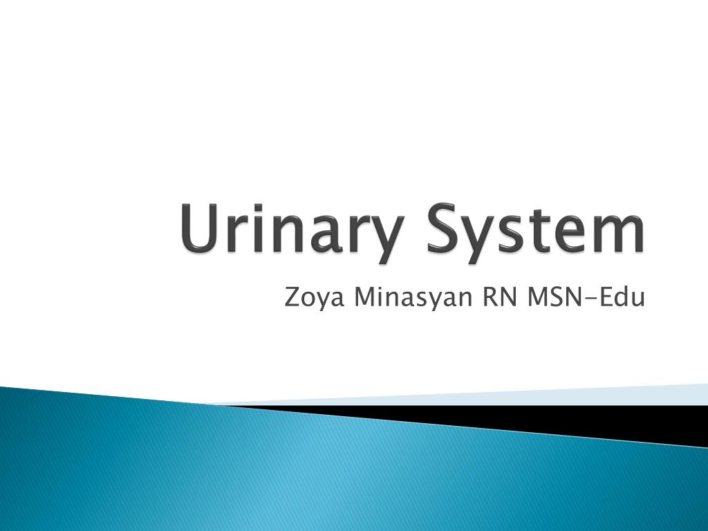 PPT - Urinary System PowerPoint Presentation, free download - ID:1135758