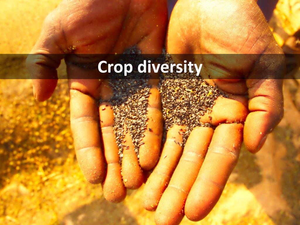 PPT - Crop diversity PowerPoint Presentation, free download - ID:1137029