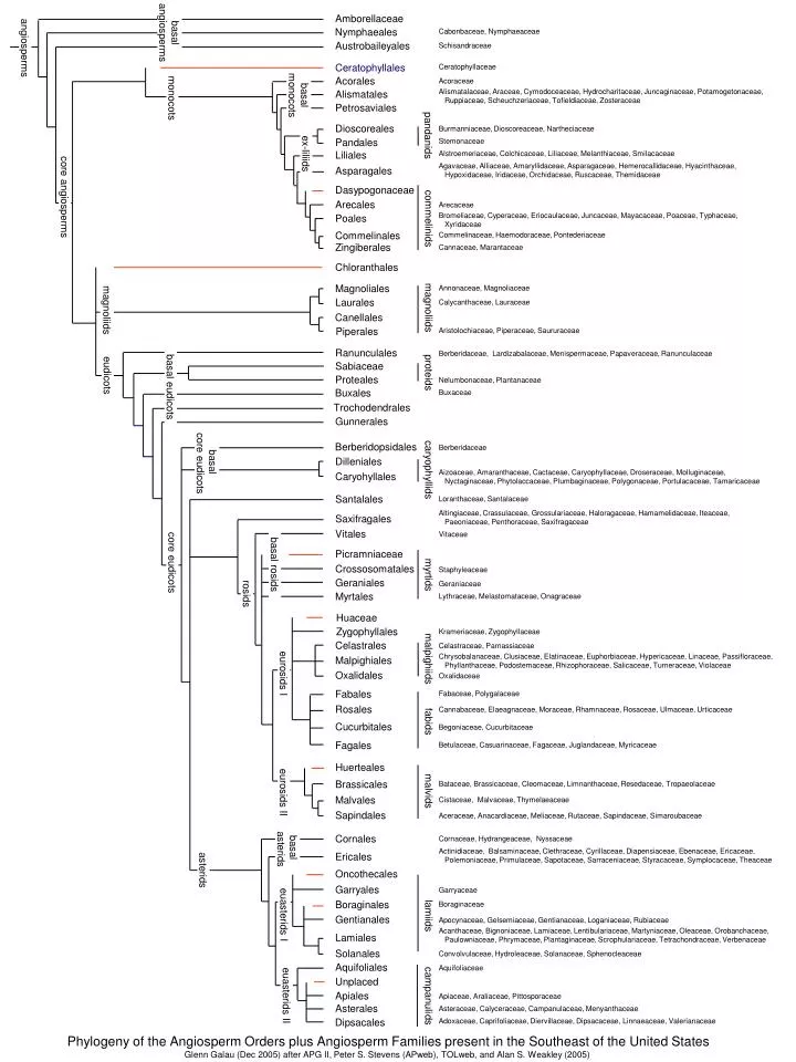 PPT - myrtids malpighiids fabids malvids lamiids camp PowerPoint ...