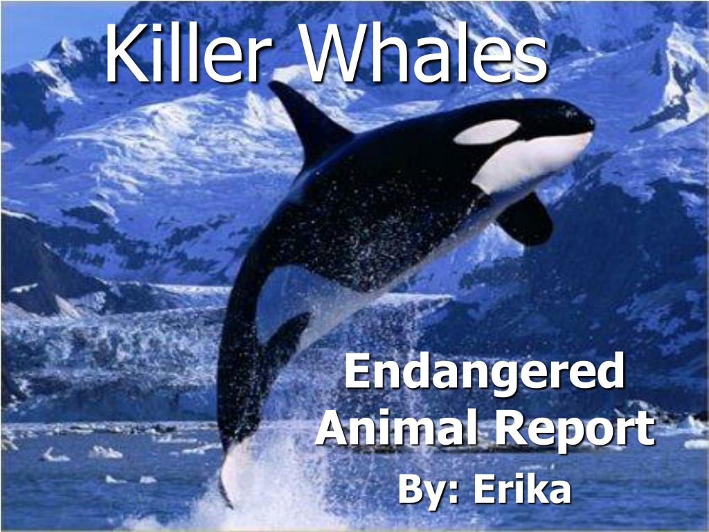 PPT - Killer Whales PowerPoint Presentation, free download - ID:1144127