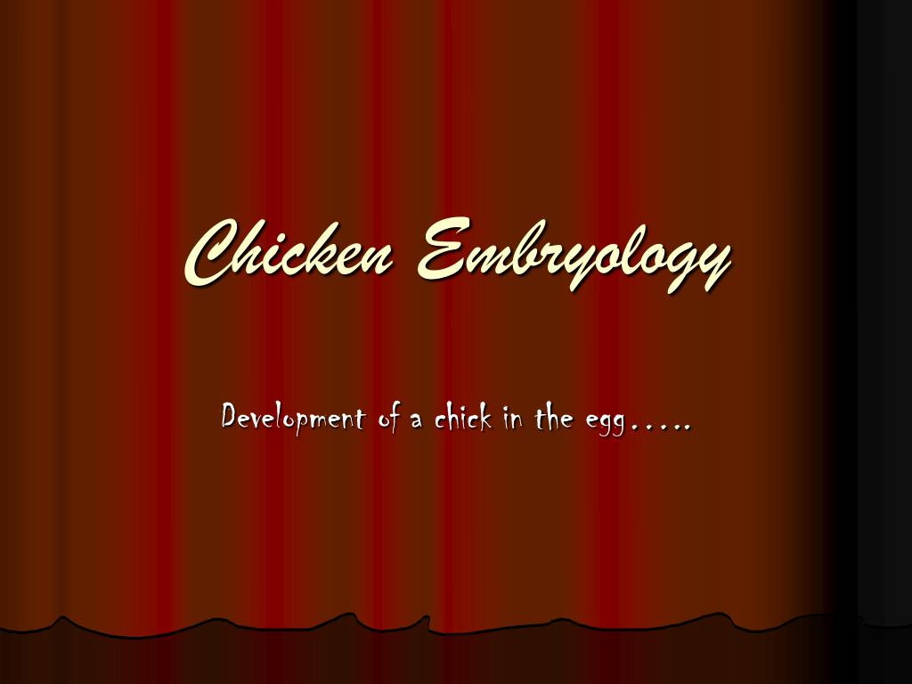 PPT - Chicken Embryology PowerPoint Presentation, free download - ID ...