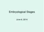 PPT - Chapter 4 Embryological Development of CNS PowerPoint ...
