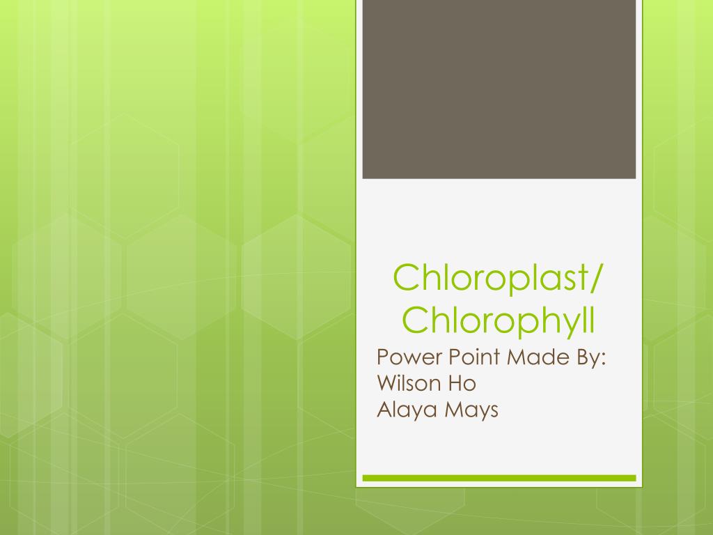 PPT - Chloroplast/ Chlorophyll PowerPoint Presentation, free download ...