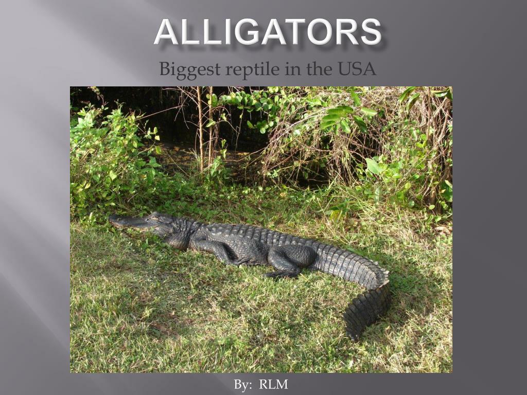 PPT - ALLIGATORS PowerPoint Presentation, free download - ID:1147997
