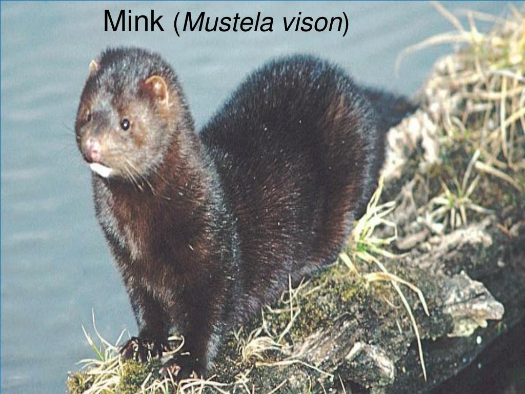 PPT - Mink PowerPoint Presentation, free download - ID:115034