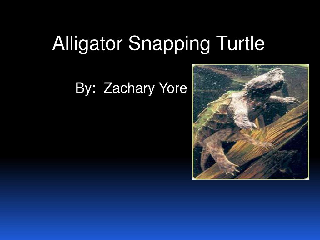 PPT - Alligator Snapping Turtle PowerPoint Presentation, free download ...