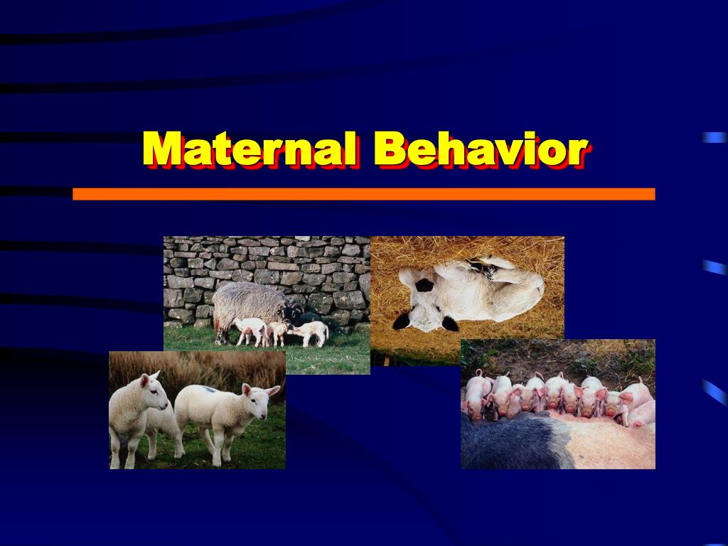 PPT - Maternal Behavior PowerPoint Presentation, free download - ID:115411