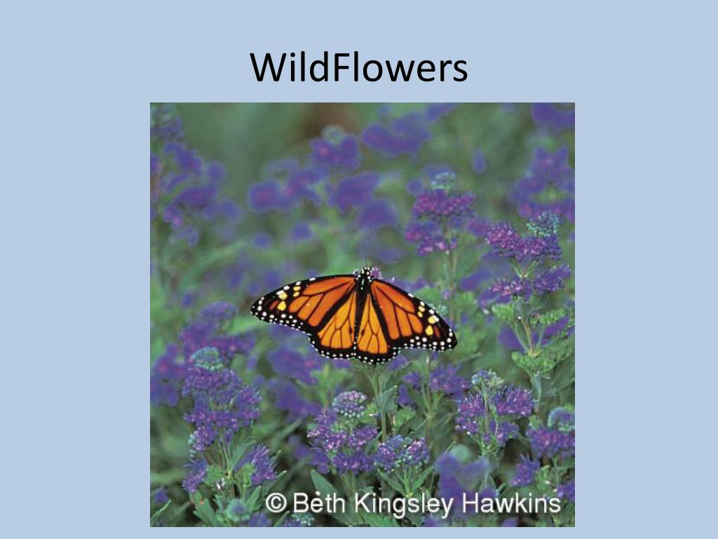 PPT - WildFlowers PowerPoint Presentation, free download - ID:1155443