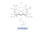 PPT - Heme Synthesis PowerPoint Presentation, free download - ID:8854934