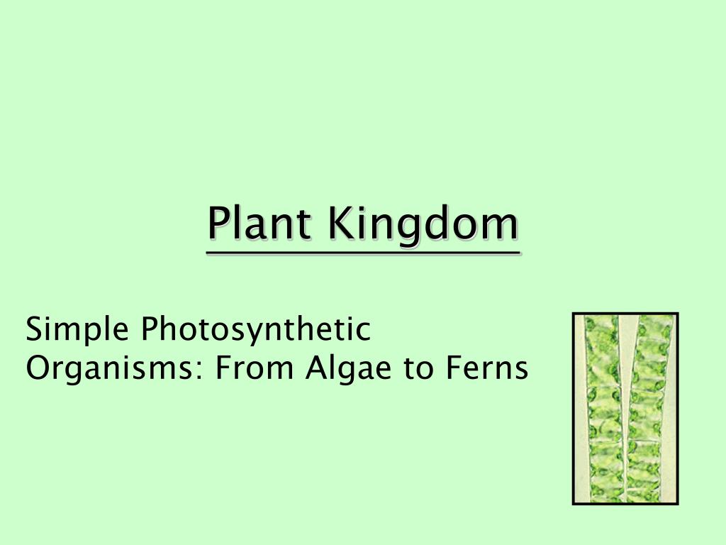 PPT - Plant Kingdom PowerPoint Presentation, free download - ID:1156270