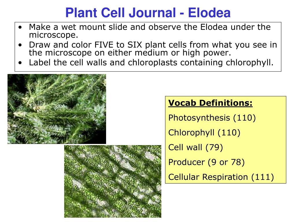 PPT - Plant Cell Journal - Elodea PowerPoint Presentation, free ...