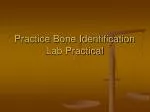 PPT - Muscle Identification Practice PowerPoint Presentation, free ...