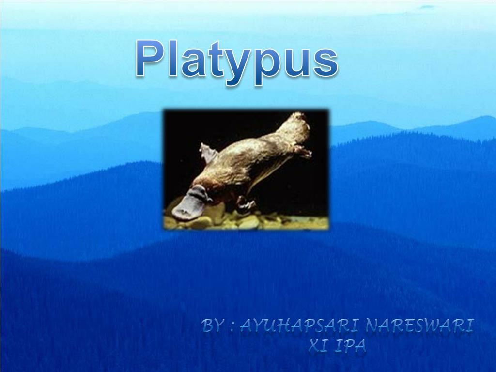 PPT - Platypus PowerPoint Presentation, free download - ID:1164345