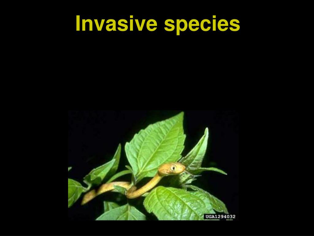 PPT - Invasive species PowerPoint Presentation, free download - ID:1165382