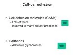PPT - Cell-Cell Interactions! PowerPoint Presentation, free download ...