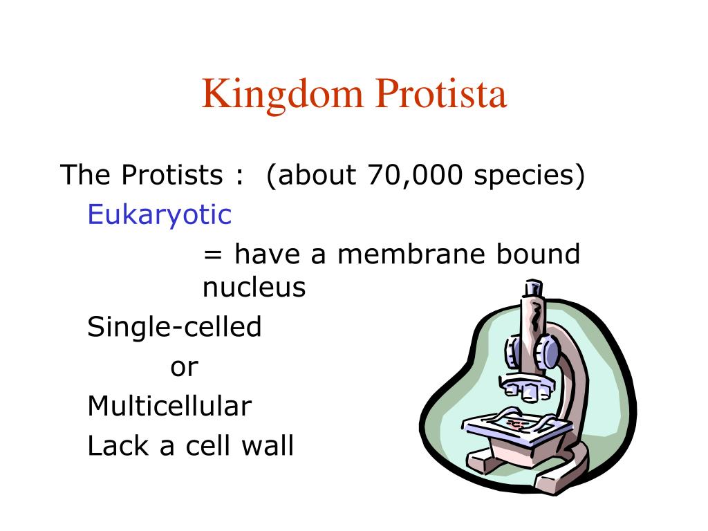 PPT - Kingdom Protista PowerPoint Presentation, free download - ID:1172228
