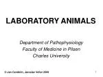PPT - Common Laboratory animals-Experimental Pharmacology PowerPoint ...