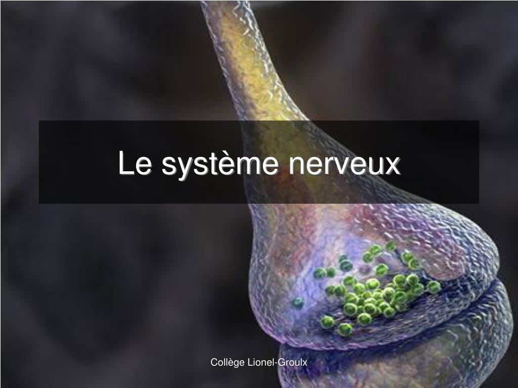PPT - Le système nerveux PowerPoint Presentation, free download - ID ...