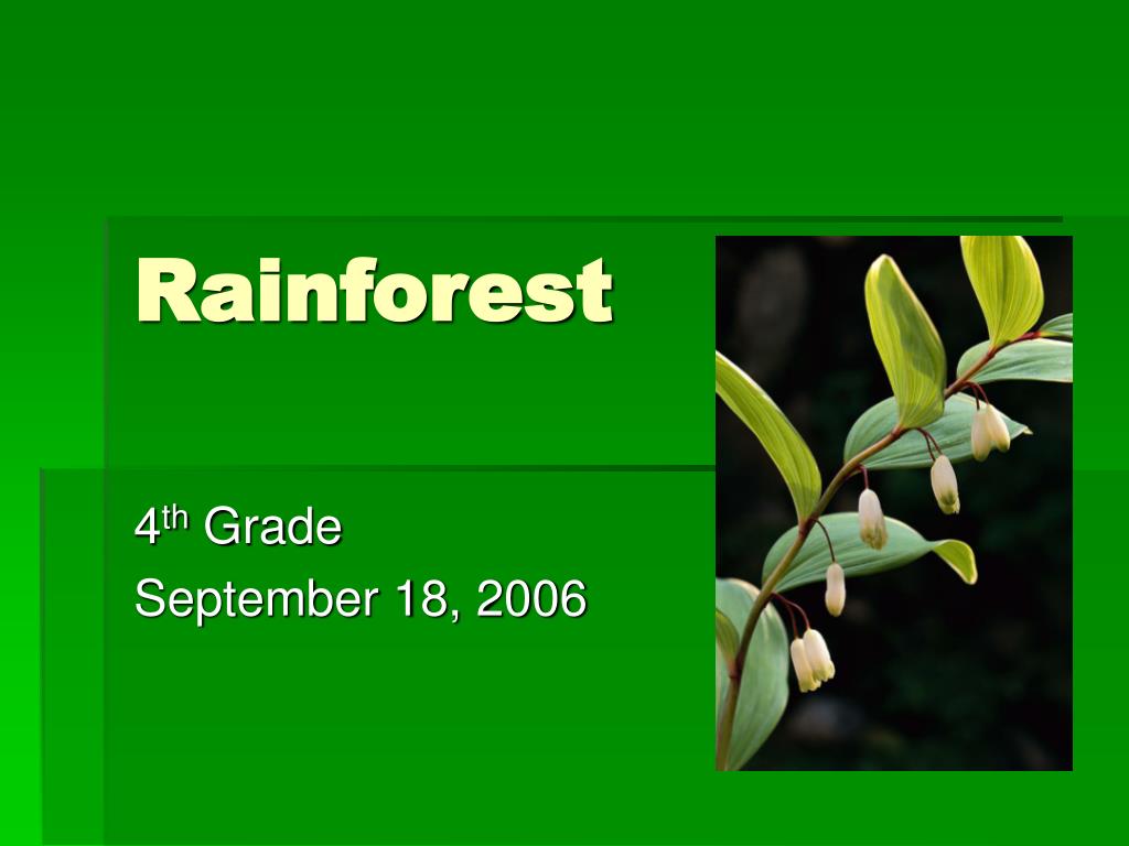 PPT - Rainforest PowerPoint Presentation, free download - ID:1180168
