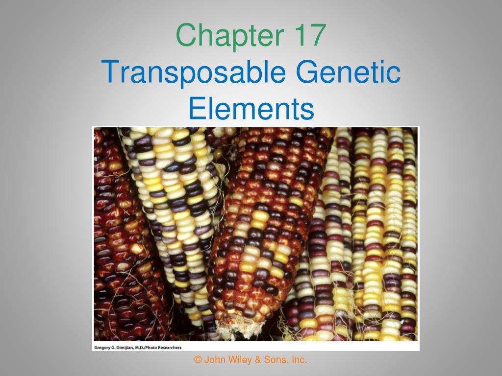 PPT - Chapter 17 Transposable Genetic Elements PowerPoint Presentation ...
