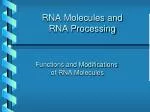 PPT - RNA PROCESSING EUKARYOTES PowerPoint Presentation, free download ...
