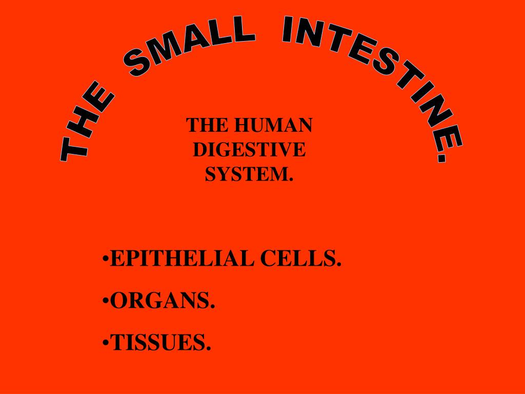 PPT - THE SMALL INTESTINE. PowerPoint Presentation, free download - ID ...