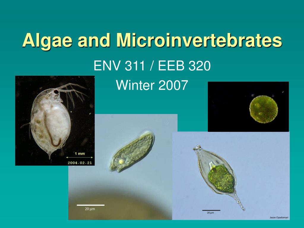 PPT - Algae and Microinvertebrates PowerPoint Presentation, free ...