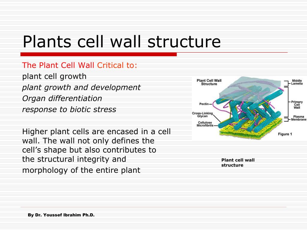 PPT - Plants cell wall structure PowerPoint Presentation, free download ...