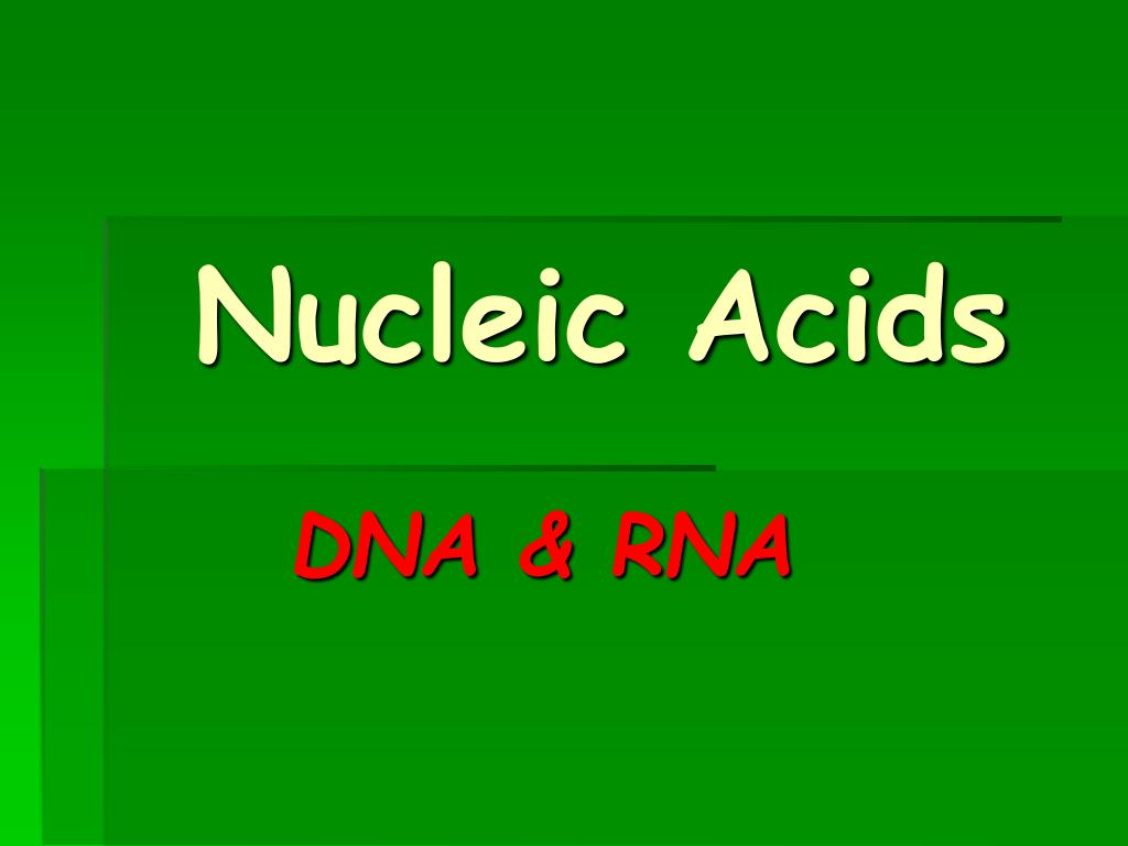 PPT - Nucleic Acids PowerPoint Presentation, free download - ID:1183684
