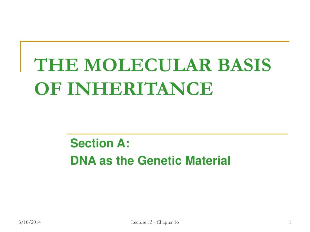 PPT - THE MOLECULAR BASIS OF INHERITANCE PowerPoint Presentation, free ...