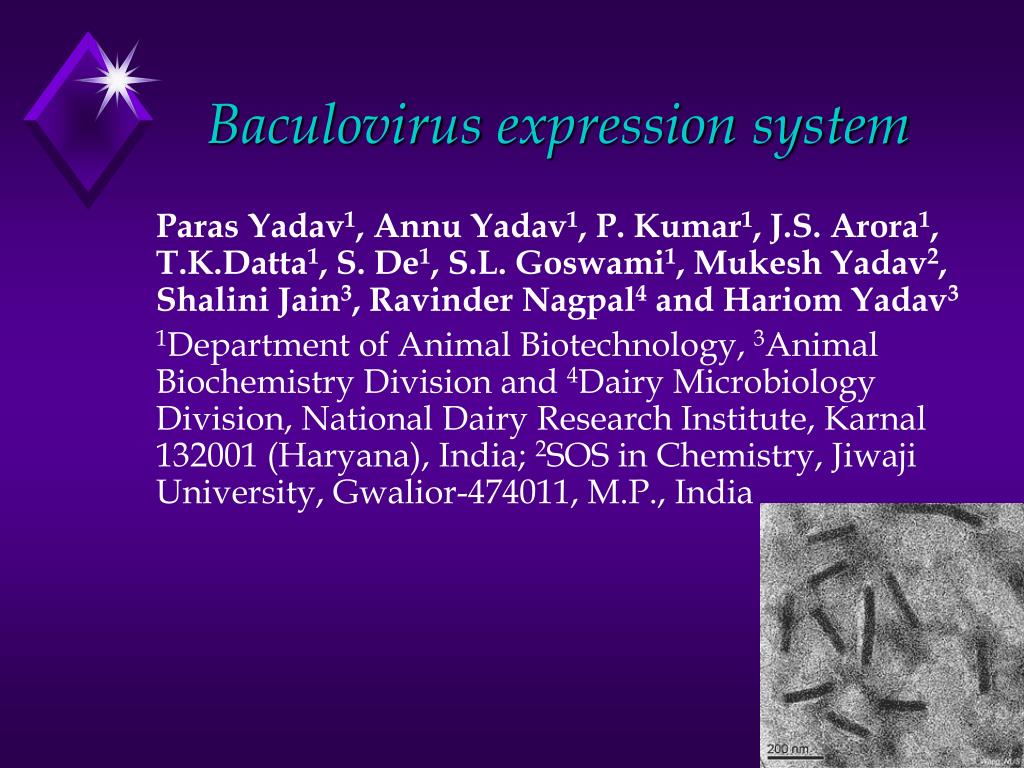 PPT - Baculovirus expression system PowerPoint Presentation, free download - ID:1187568