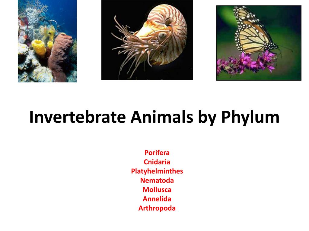PPT - Invertebrate Animals by Phylum PowerPoint Presentation, free ...