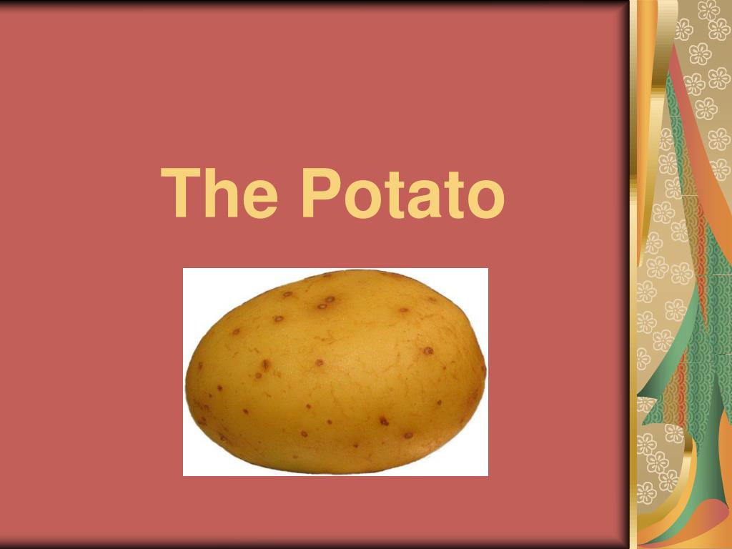 PPT - The Potato PowerPoint Presentation, free download - ID:1193098