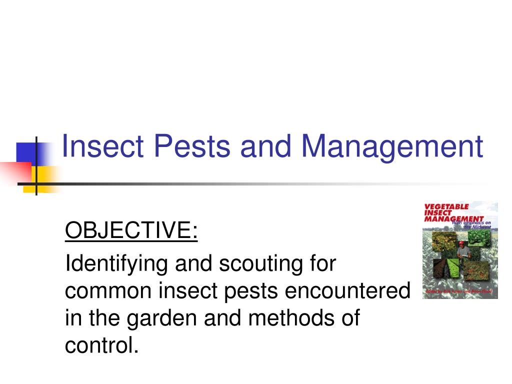 PPT - Insect Pests and Management PowerPoint Presentation, free ...