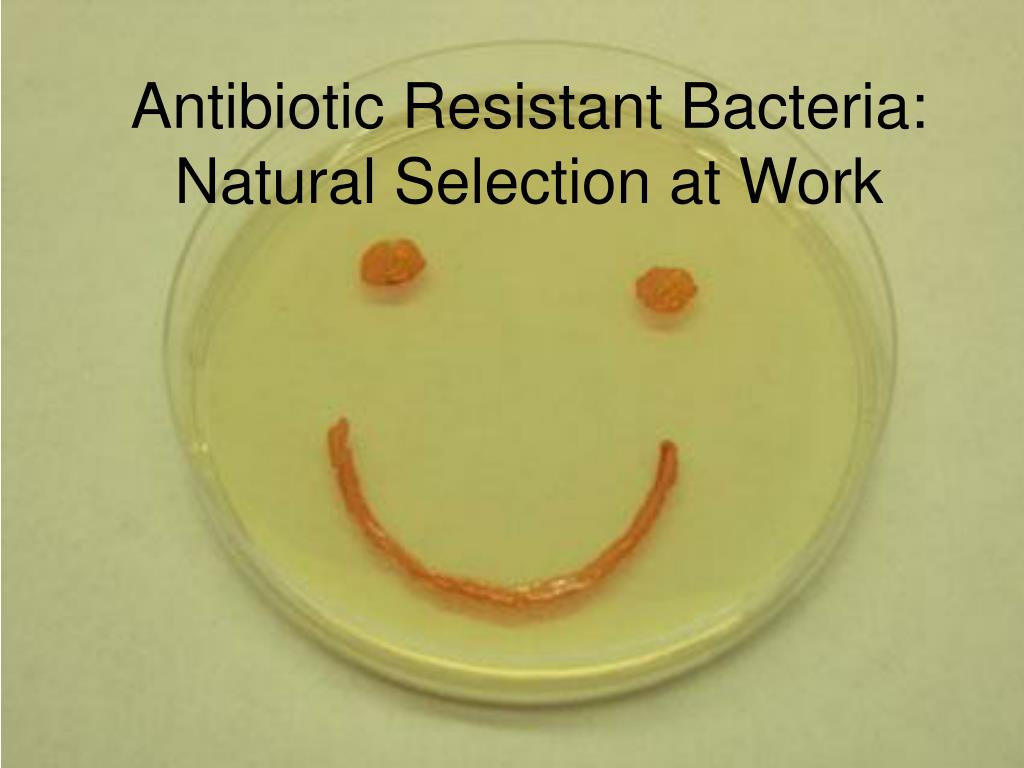 PPT - Antibiotic Resistant Bacteria: Natural Selection at Work ...