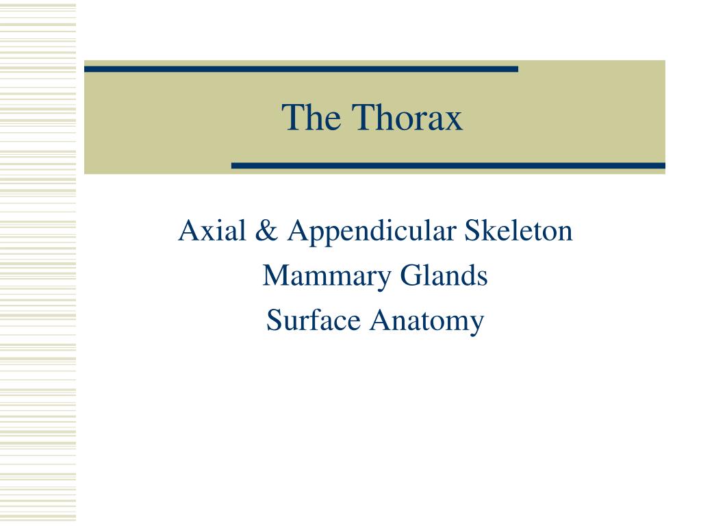 PPT - The Thorax PowerPoint Presentation, free download - ID:1194559