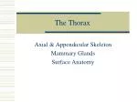 PPT - Thorax PowerPoint Presentation, free download - ID:963761