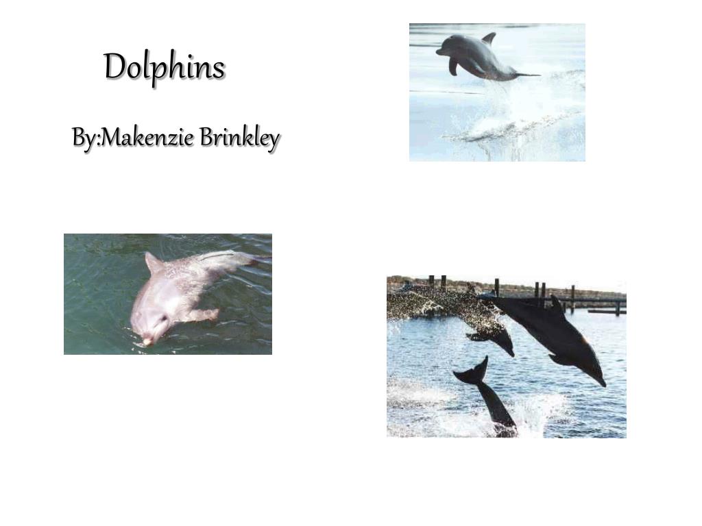 PPT - Dolphins PowerPoint Presentation, free download - ID:1195944