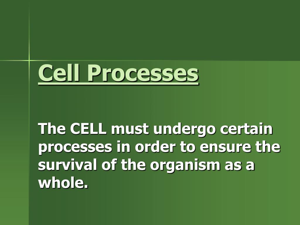 PPT - Cell Processes PowerPoint Presentation, free download - ID:1204418