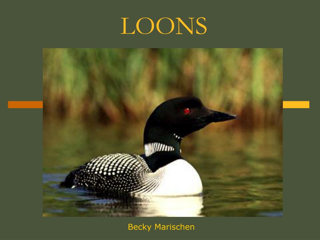 PPT - Fascinating Life and Migration of Loons: An Insight into ...