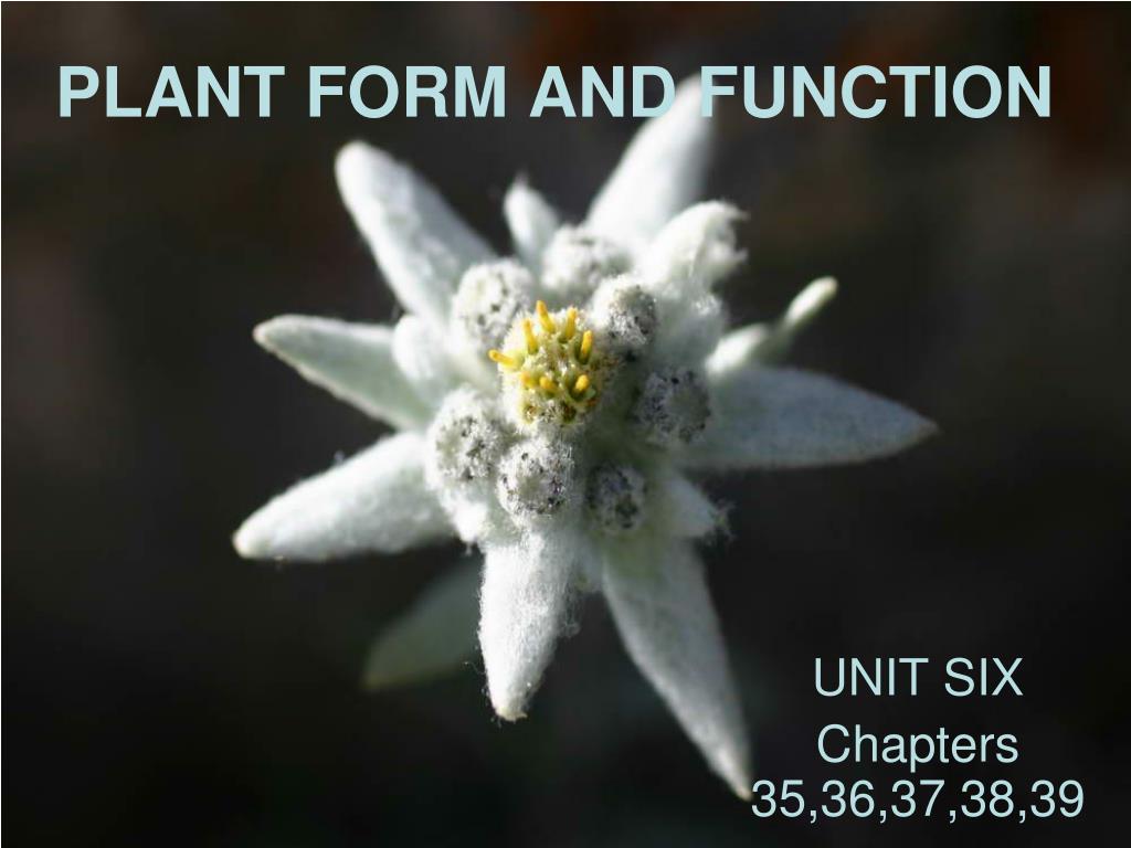 PPT - PLANT FORM AND FUNCTION PowerPoint Presentation, free download ...