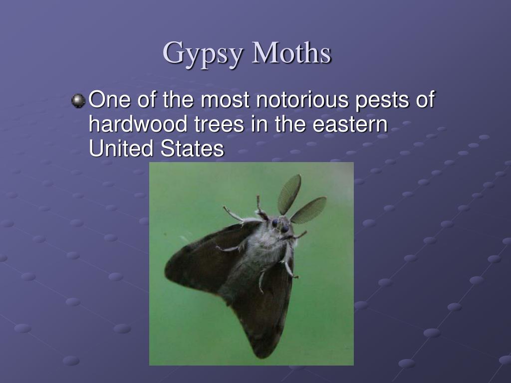PPT - Gypsy Moths PowerPoint Presentation, free download - ID:1211252