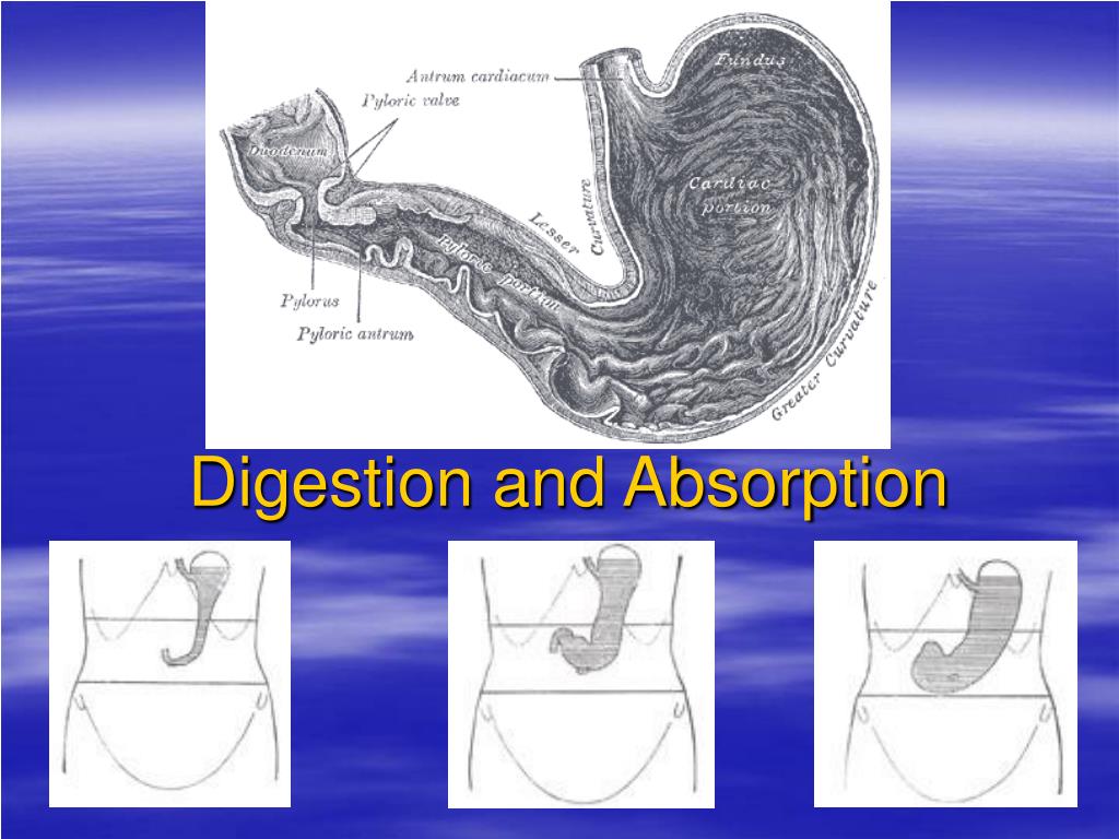 PPT - Digestion and Absorption PowerPoint Presentation, free download ...