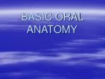 PPT - ORAL ANATOMY PowerPoint Presentation, free download - ID:2381675