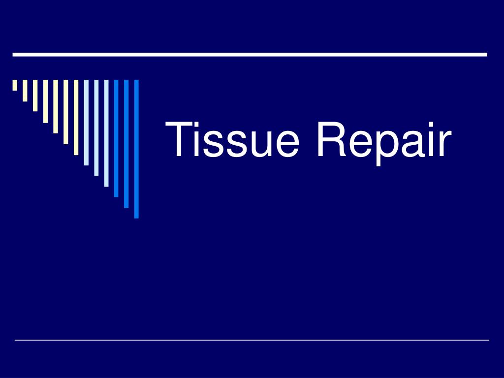 PPT - Tissue Repair PowerPoint Presentation, free download - ID:1216964