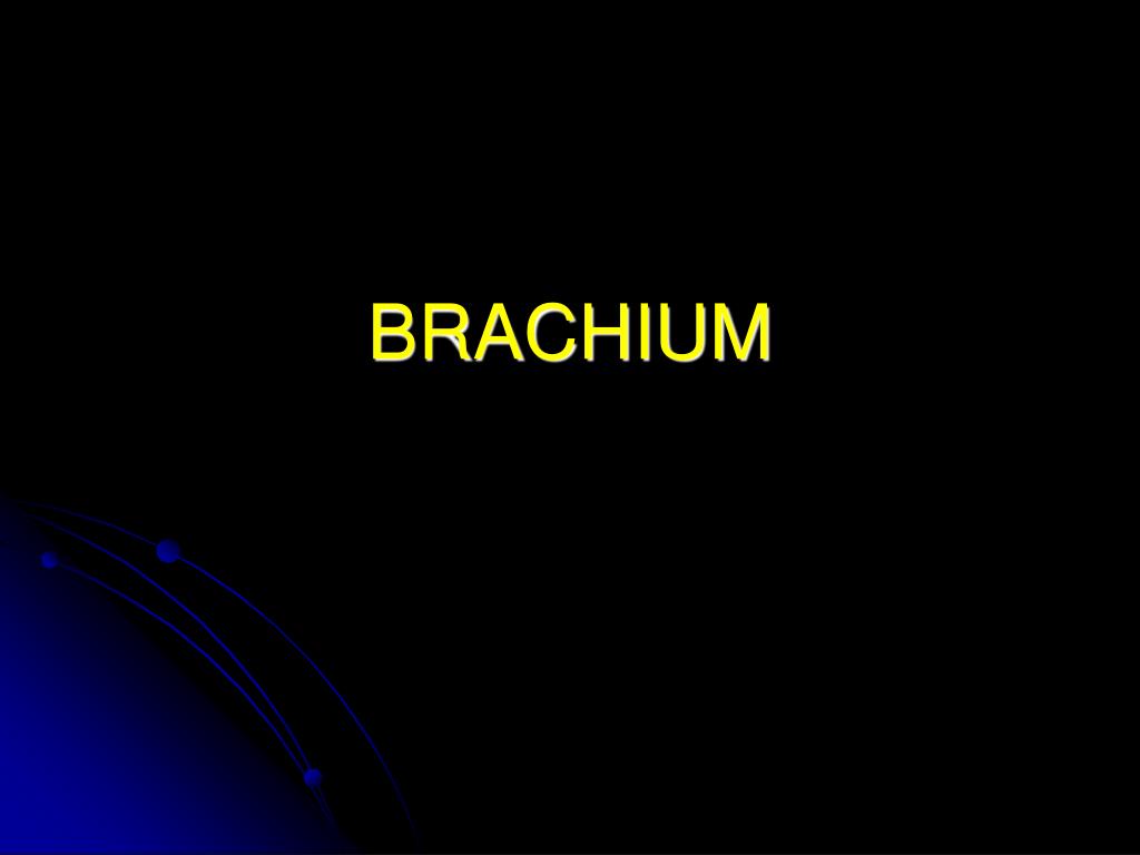 PPT - BRACHIUM PowerPoint Presentation, free download - ID:1218112