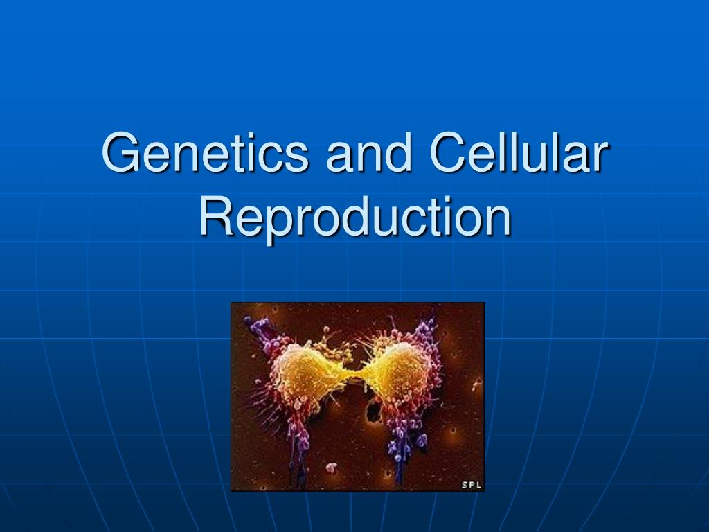 PPT - Genetics and Cellular Reproduction PowerPoint Presentation, free ...